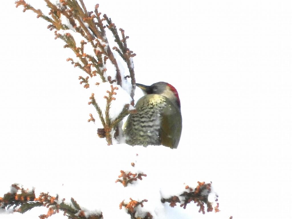 キョロロ通信(公式ブログ） » Blog Archive » 12月の定例探鳥会の報告と1月の定例探鳥会のご案内