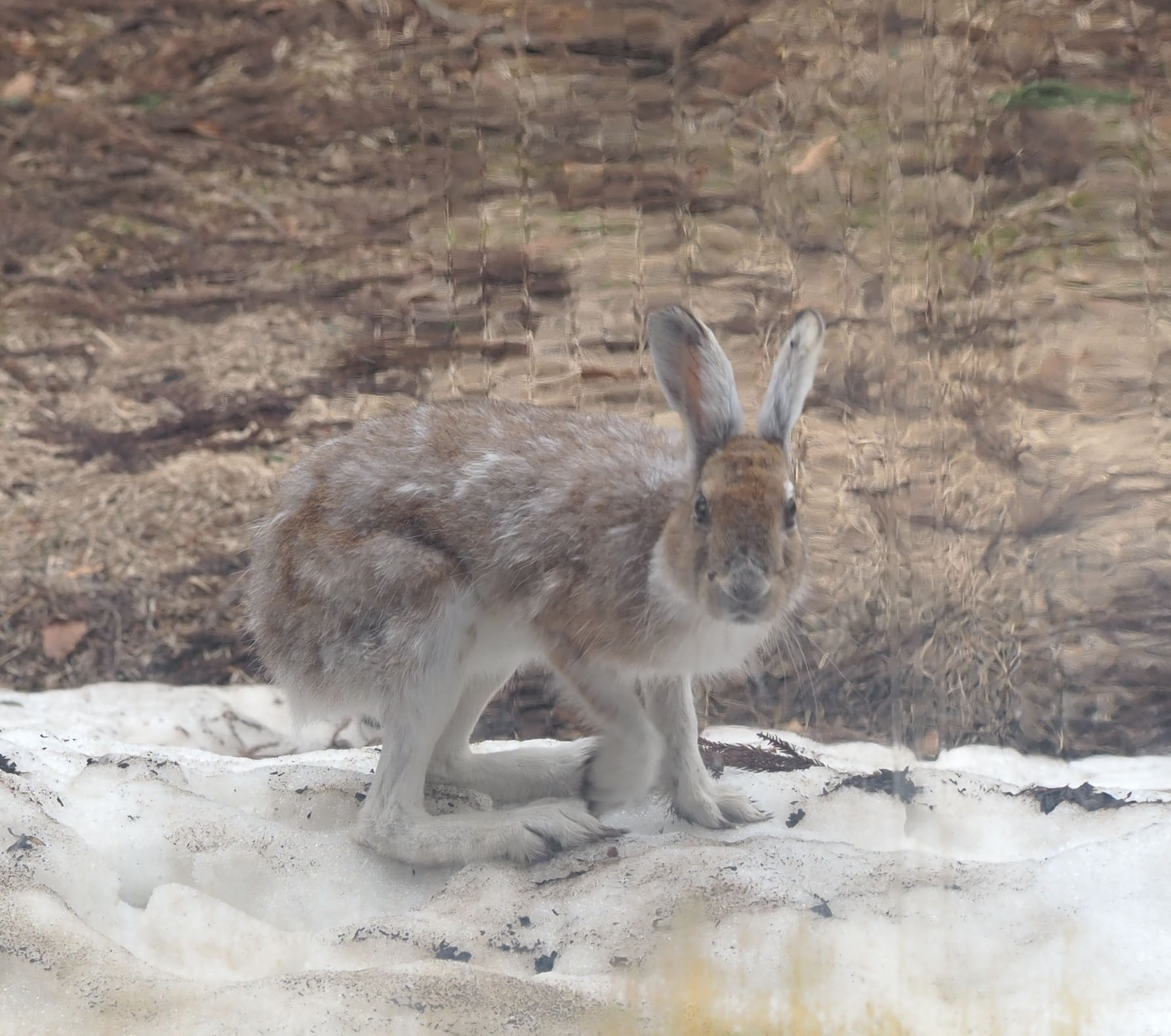 キョロロ通信(公式ブログ） » Blog Archive » 【衣替え中】ブチ模様のトウホクノウサギ登場！